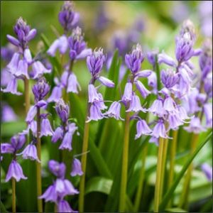 5 Invasive Perennials You May Regret Planting - Gardening Tips