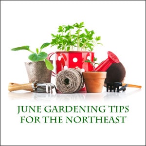 June Gardening Tips for the Northeast