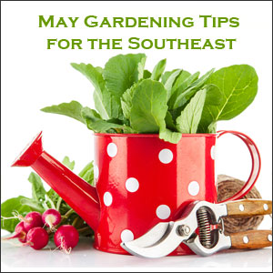 May Gardening Tips for the Southeast