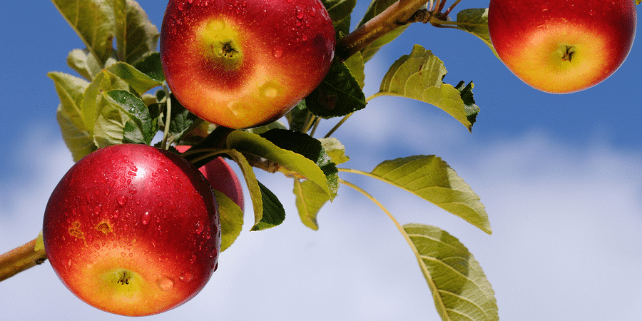 How To Start Your Own Orchard – Gardening Tips & Tricks