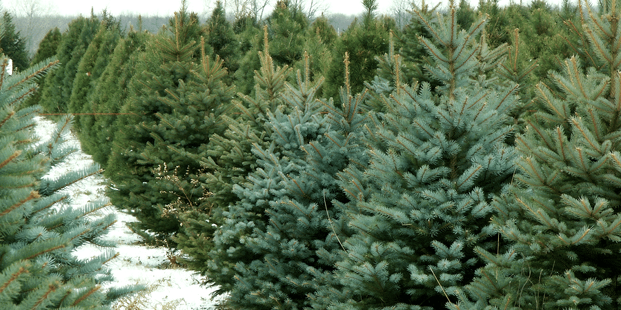 Christmas Tree Farms: The History and Economics of Growing Conifers