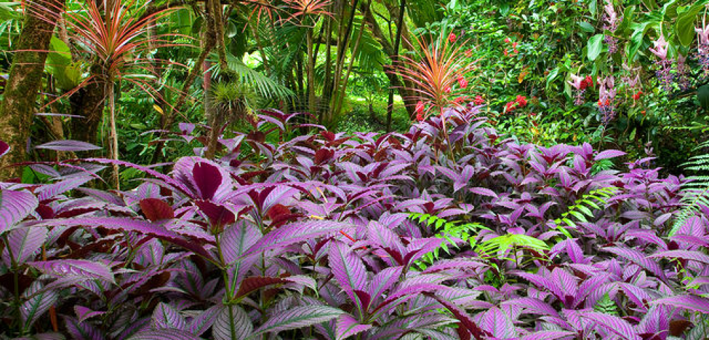 10 Favorite Colorful Shrubs for Any Yard | Rootwell Products Inc.