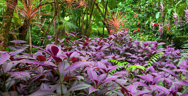 10 Favorite Colorful Shrubs for Any Yard | Rootwell Products Inc.