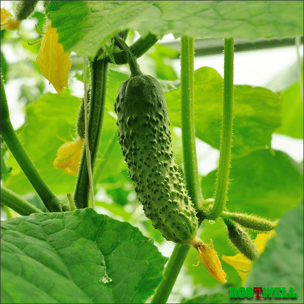 How to Grow Perfectly Mouth Watering Cucumbers