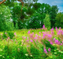 Weed Trees: How to Identify and Get Rid of Them - Gardening Tips