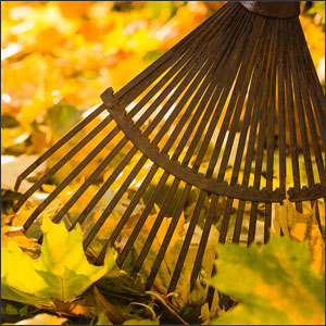 How to Make the Most Out Of Your Fall Garden Clean Up | Rootwell ...