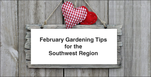 February Gardening Tips for the Southwest Region