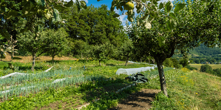 Food Forests: What Are They and How Do They Function?