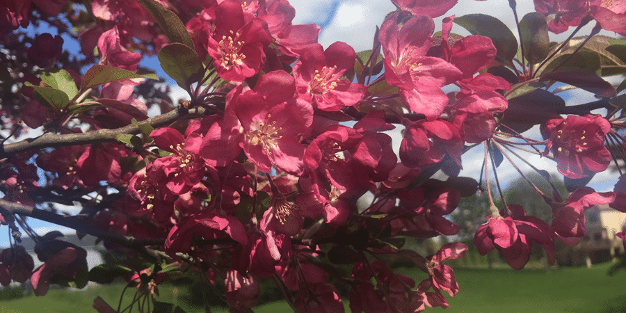 3 Basics Your Growing Tree Needs – Gardening Guide