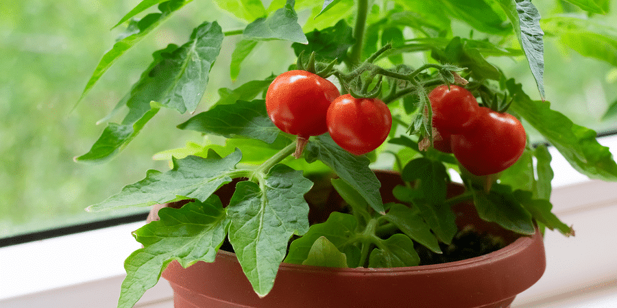 Top Alternative Home Gardening Methods - Homeowner's Guide