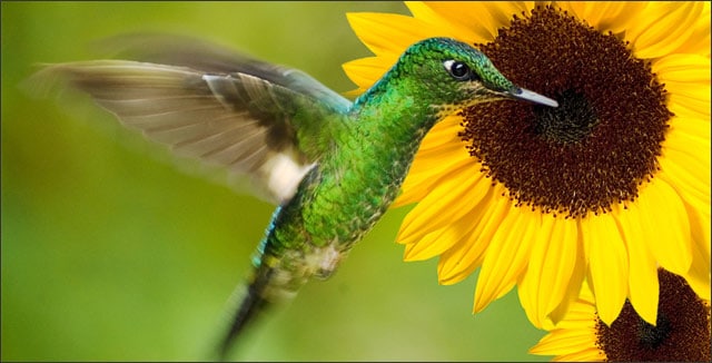 How to Attract Pollinators and Pest Eaters to Your Garden