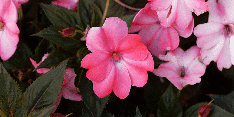 21 Shade-loving Plants to Inspire & Delight – Gardening Tips