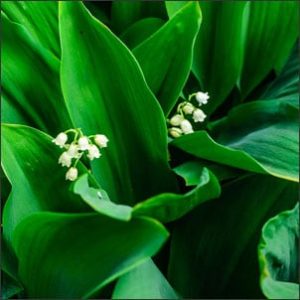 5 Invasive Perennials You May Regret Planting - Gardening Tips