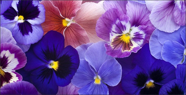 When to Plant Pansies and How to Do it | Rootwell Products Inc.