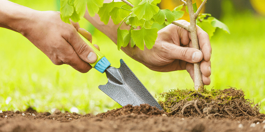 Best Time to Plant Trees – What You Need to Know