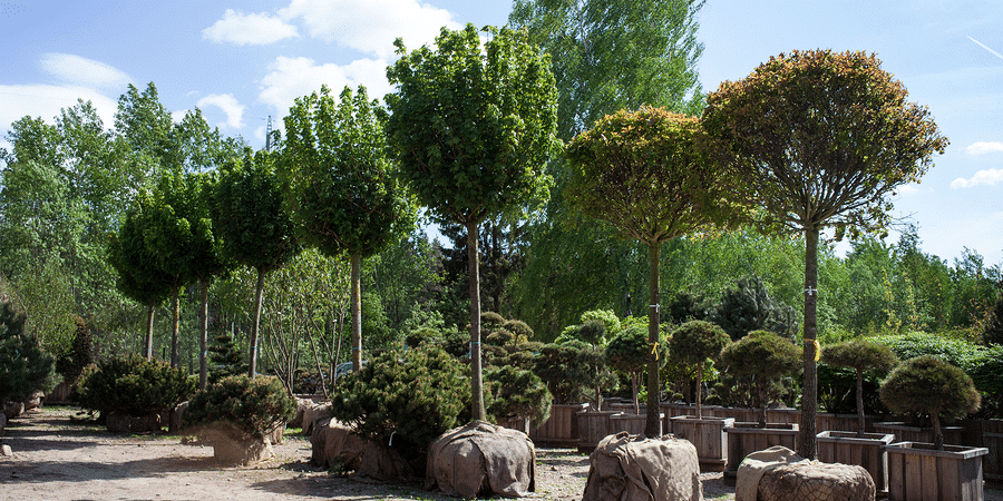 3 Tips for Planting Trees Every Homeowner Needs to Know