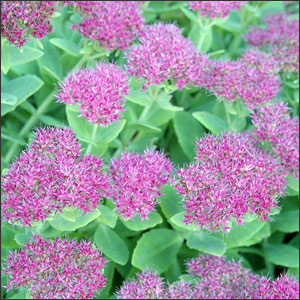 How to Grow Sedum - Beginner Gardening Challenge