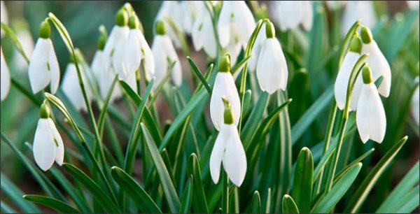 8 Beautiful Spring Flowering Bulbs for Your Garden