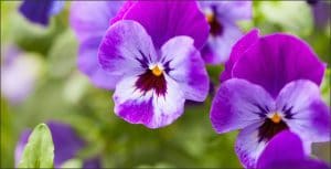 Top 25 Earliest Blooming Spring Flowers, Shrubs & Trees - Gardening Tips