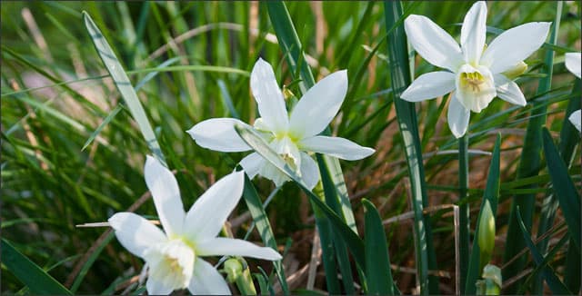 8 Beautiful Spring Flowering Bulbs for Your Garden