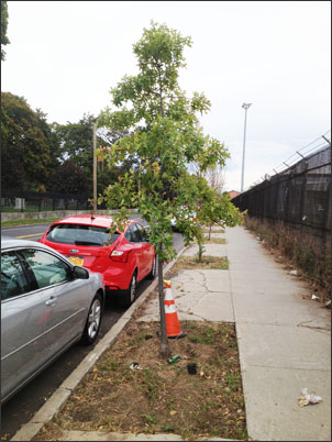 5 Ways to Help Trees Grow in Compacted Soil