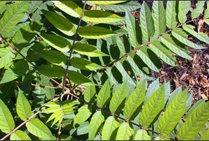 Weed Trees: How to Identify and Get Rid of Them - Gardening Tips