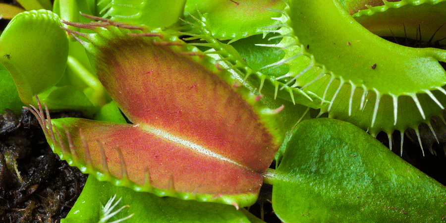 The Mysterious Venus Flytrap – Gardening Tips & Tricks