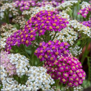 5 Invasive Perennials You May Regret Planting - Gardening Tips